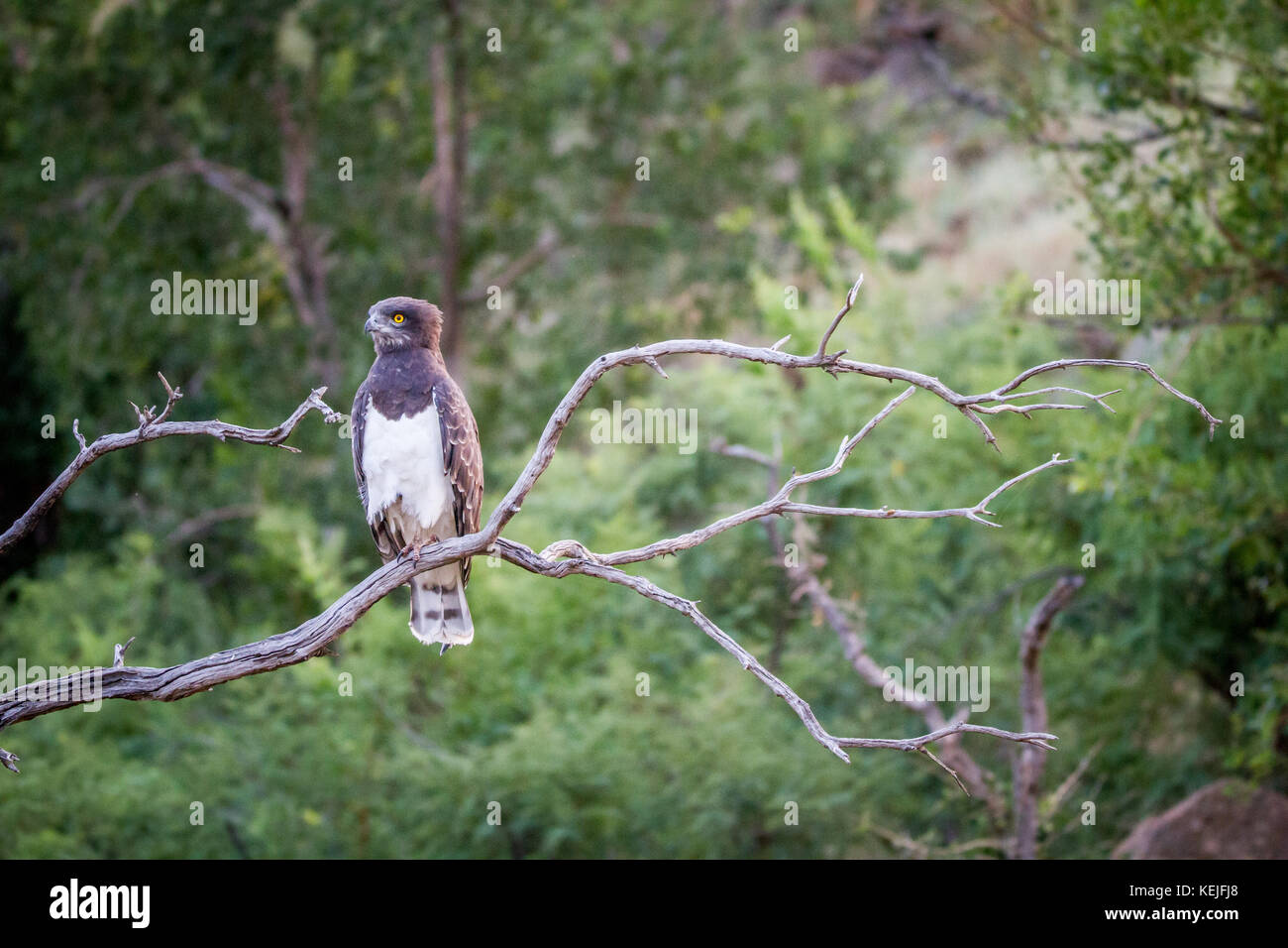 Pilanesberg national park birds hi-res stock photography and images - Alamy