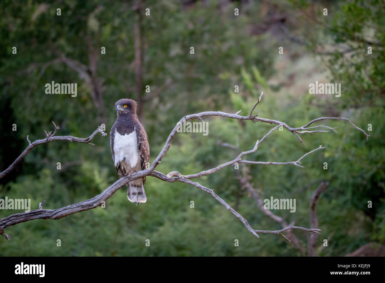 Black-chested snake eagle sitting on a branch in the Pilanesberg ...