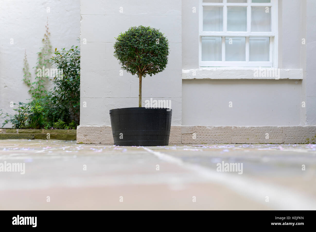 Topiary garden tree in a pot with decorative pebble base standing in an ...