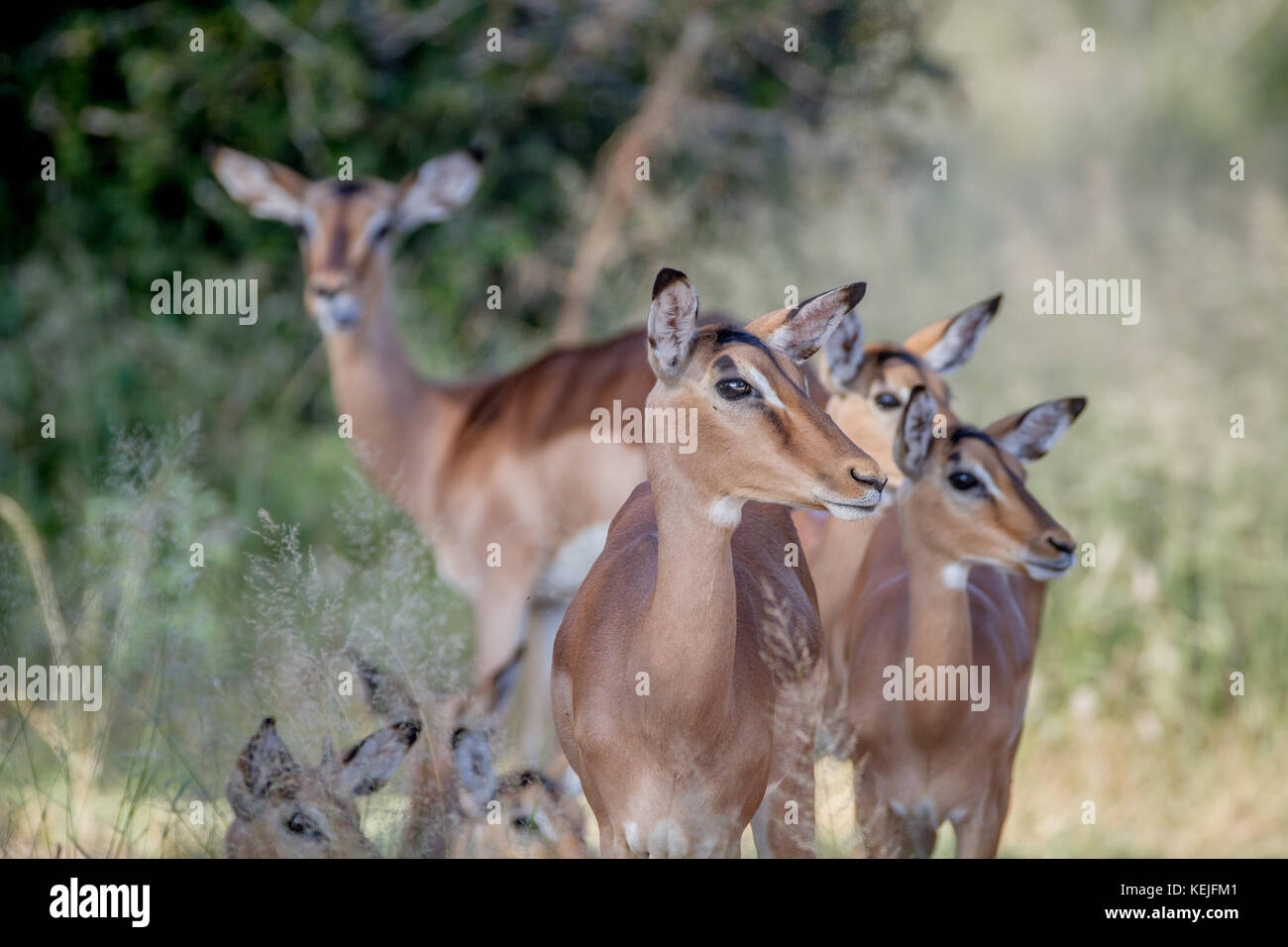 Herd of female Impalas in the Kruger National Park, South Africa Stock ...