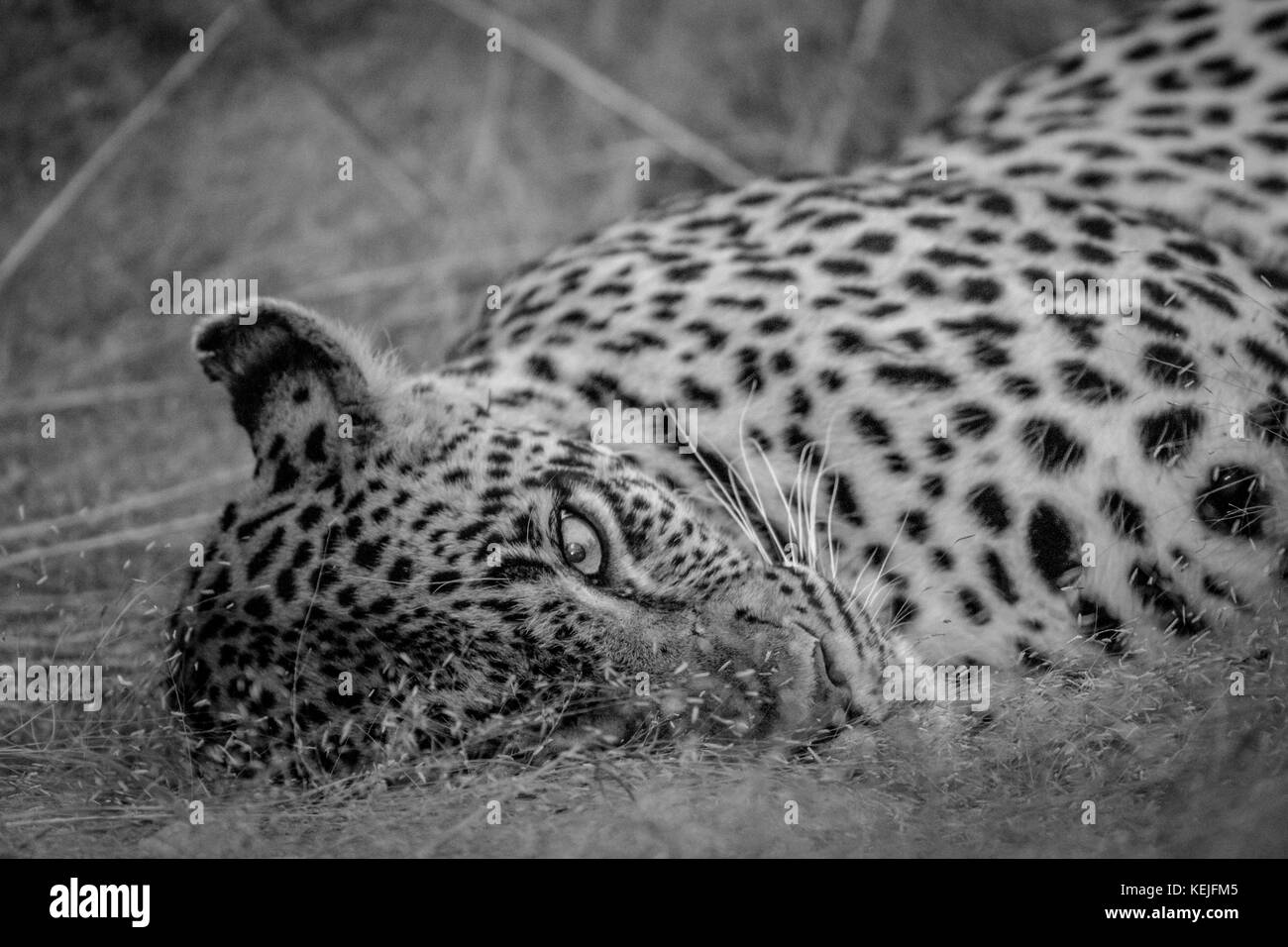 Female Leopard laying in the grass in black and white in the Kruger ...