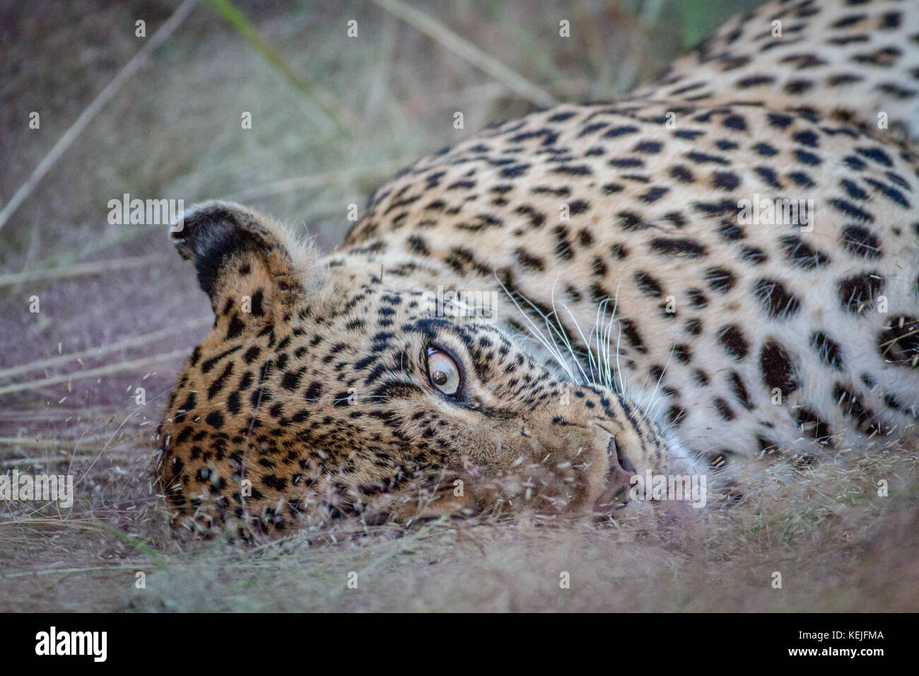 Female Leopard laying in the grass in the Kruger National Park, South ...