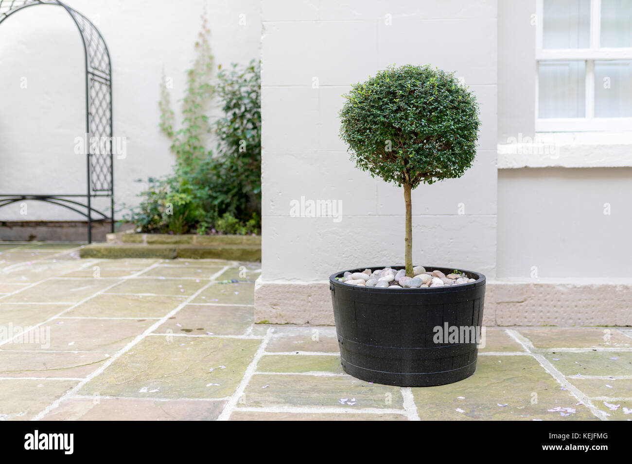 Topiary garden tree in a pot with decorative pebble base standing in an ...