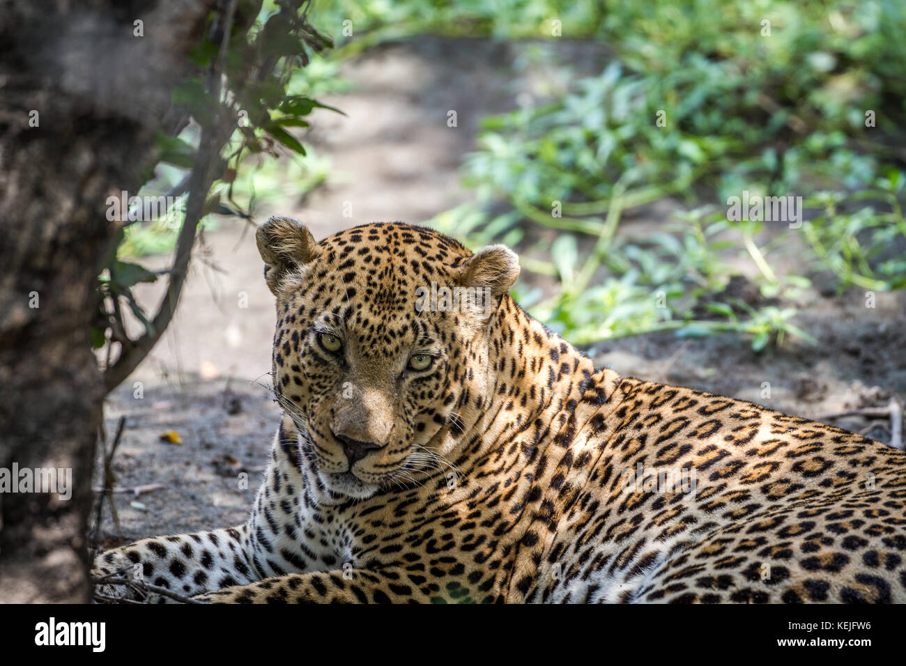 Big male Leopard close up in the Kruger National Park, South Africa ...