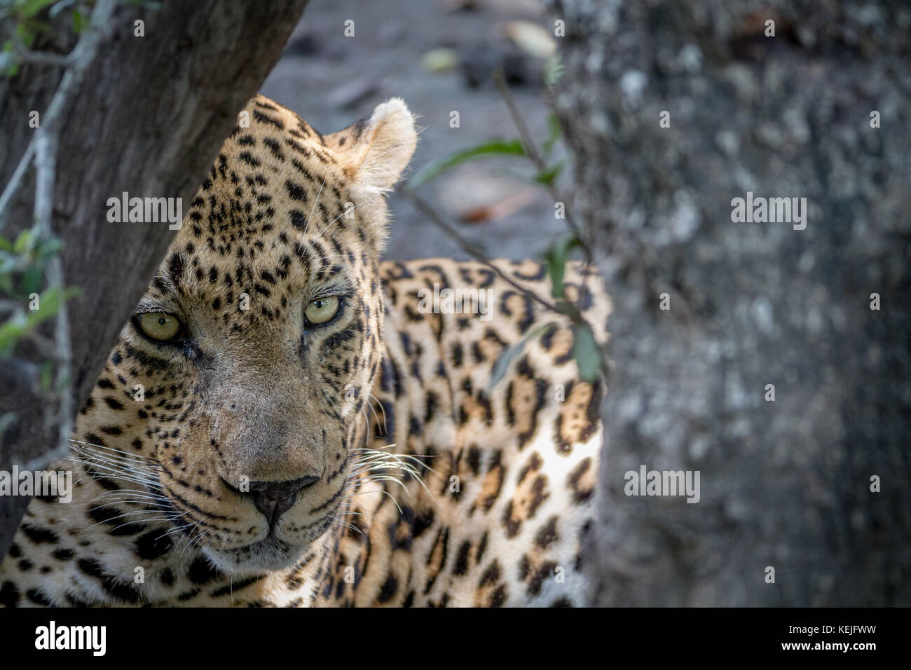 Big male Leopard hiding behind a tree in the Kruger National Park ...