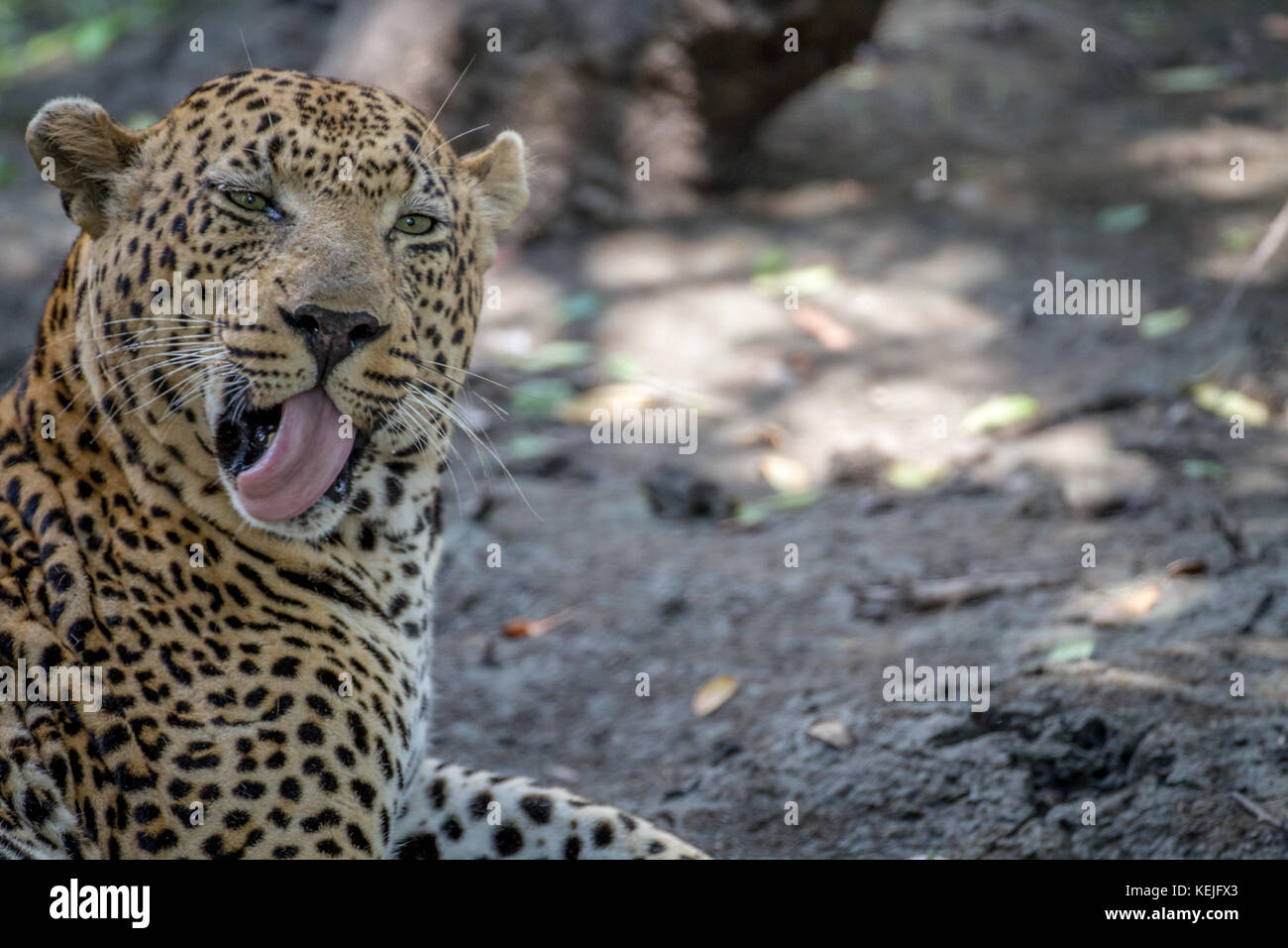 Big male Leopard grooming himself in the Kruger National Park, South ...