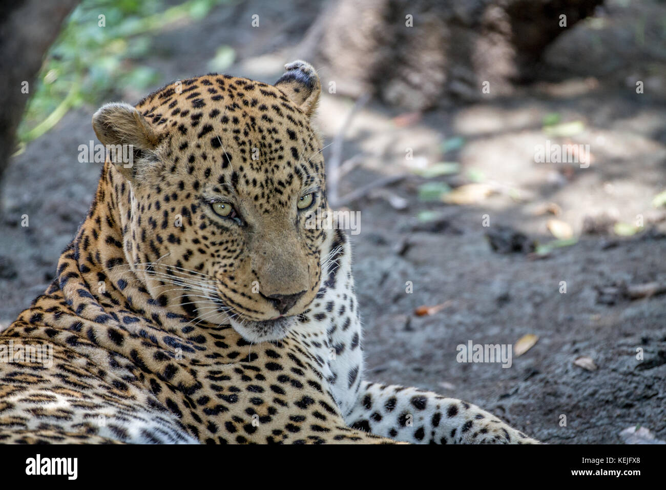 Big male Leopard close up in the Kruger National Park, South Africa ...