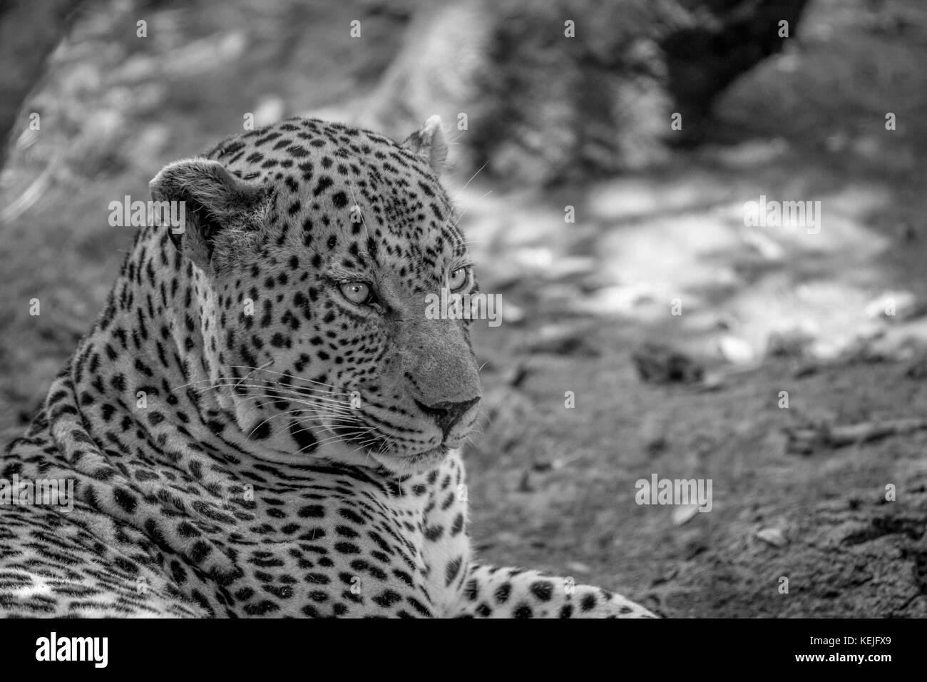 Big male Leopard close up in black and white in the Kruger National ...