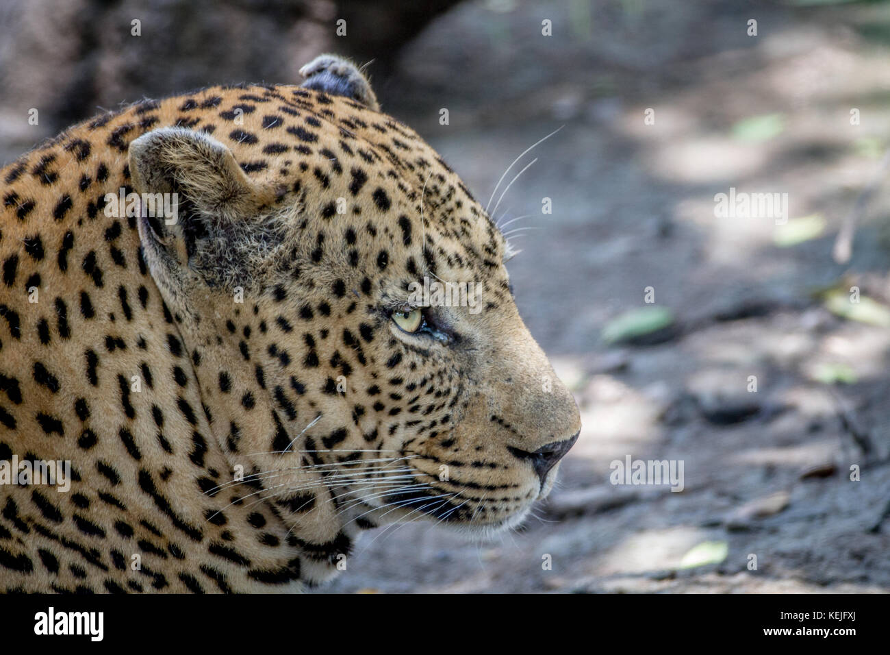 Big male Leopard close up in the Kruger National Park, South Africa ...