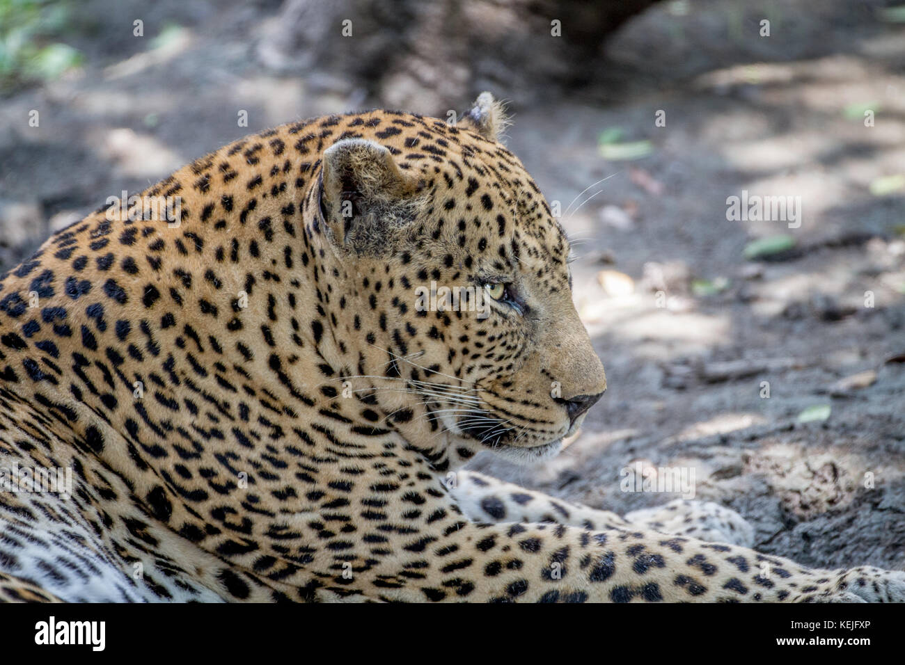 Big male Leopard close up in the Kruger National Park, South Africa ...