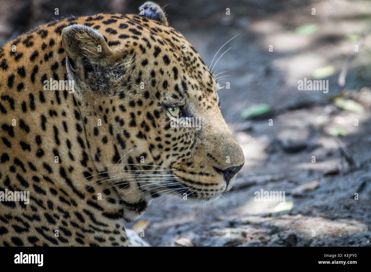 Big male Leopard close up in the Kruger National Park, South Africa ...