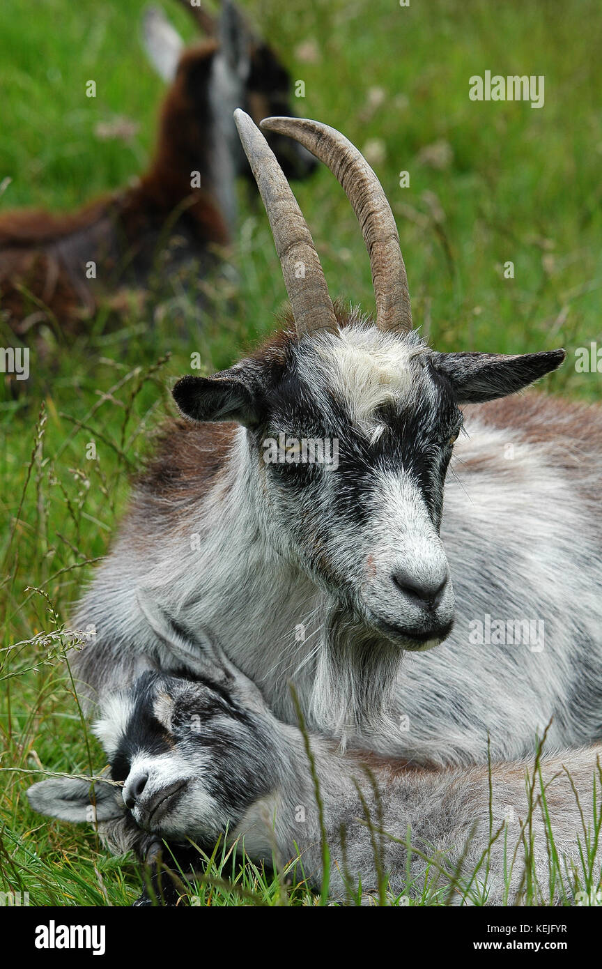 Wild Goats in the Galloway Forest Park Stock Photo - Alamy