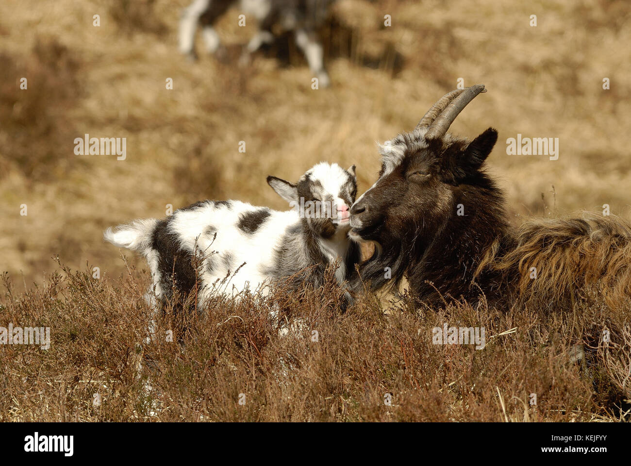 Wild Goats in the Galloway Forest Park Stock Photo - Alamy