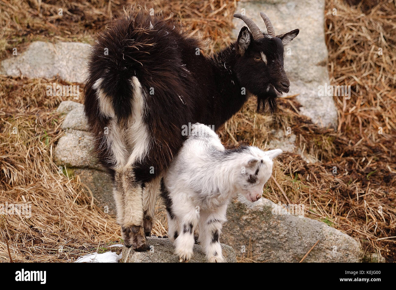 Wild Goats in the Galloway Forest Park Stock Photo - Alamy