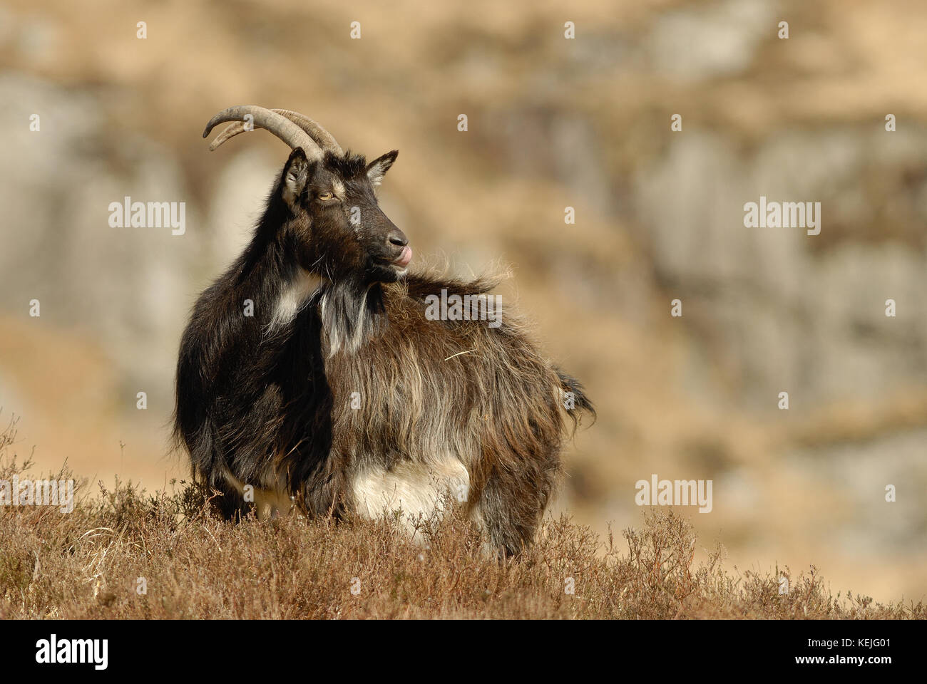 Wild Goats in the Galloway Forest Park Stock Photo - Alamy