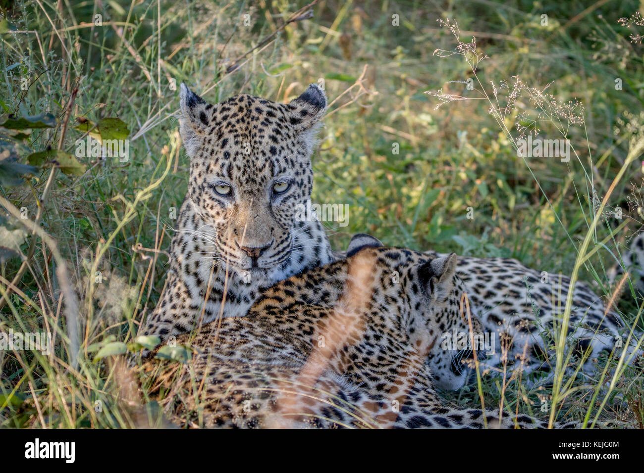 Mother Leopard and cub bonding in the grass in the Kruger National Park ...