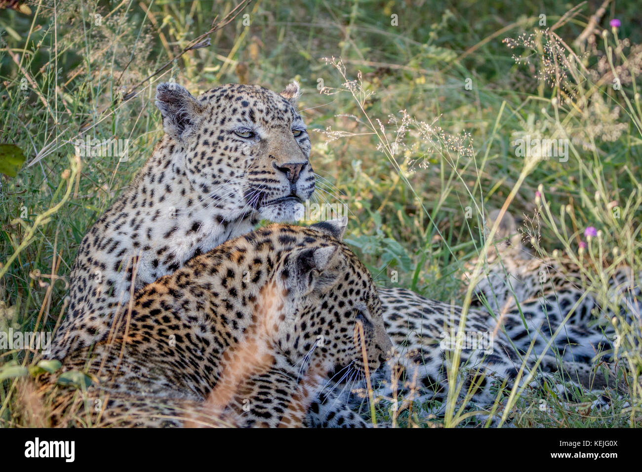 Mother Leopard and cub bonding in the grass in the Kruger National Park ...