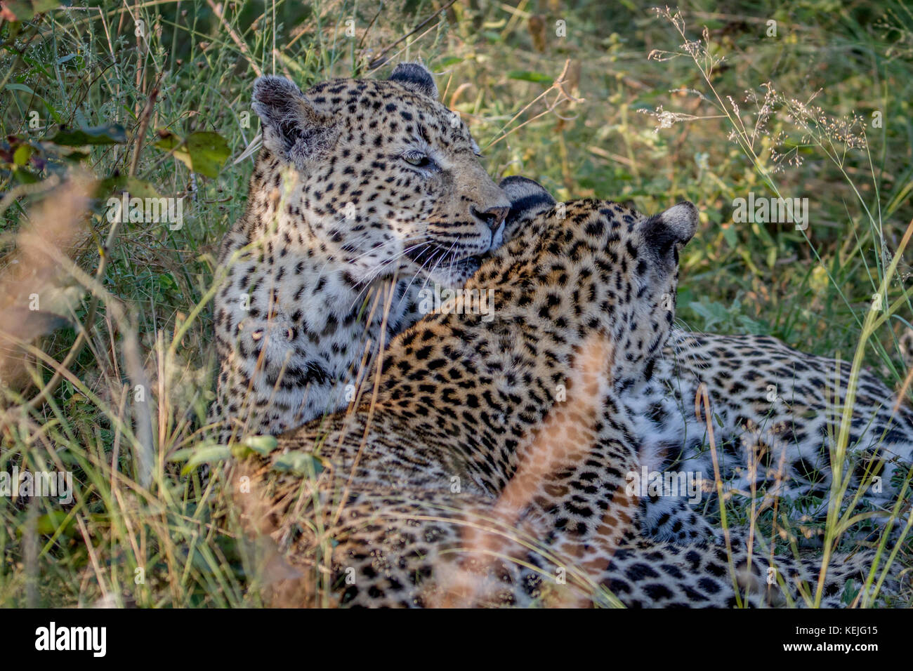 Mother Leopard and cub bonding in the grass in the Kruger National Park ...
