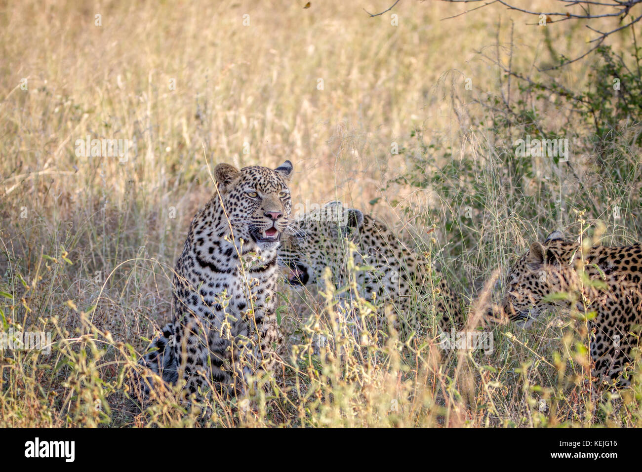 Mother Leopard and cubs in the high grass in the Kruger National Park ...