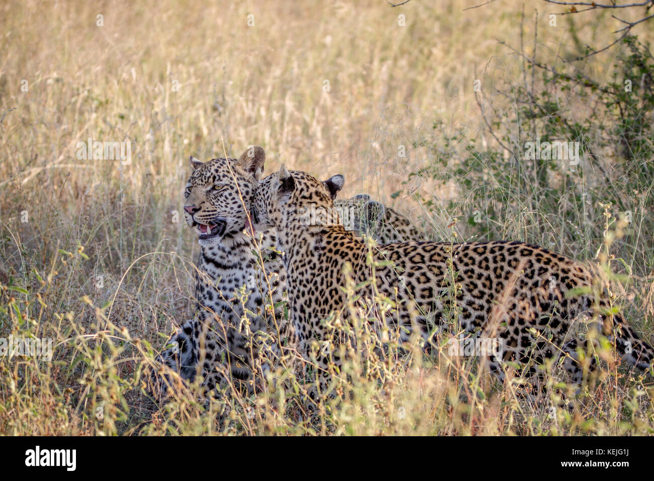 Mother Leopard and cub bonding in the grass in the Kruger National Park ...