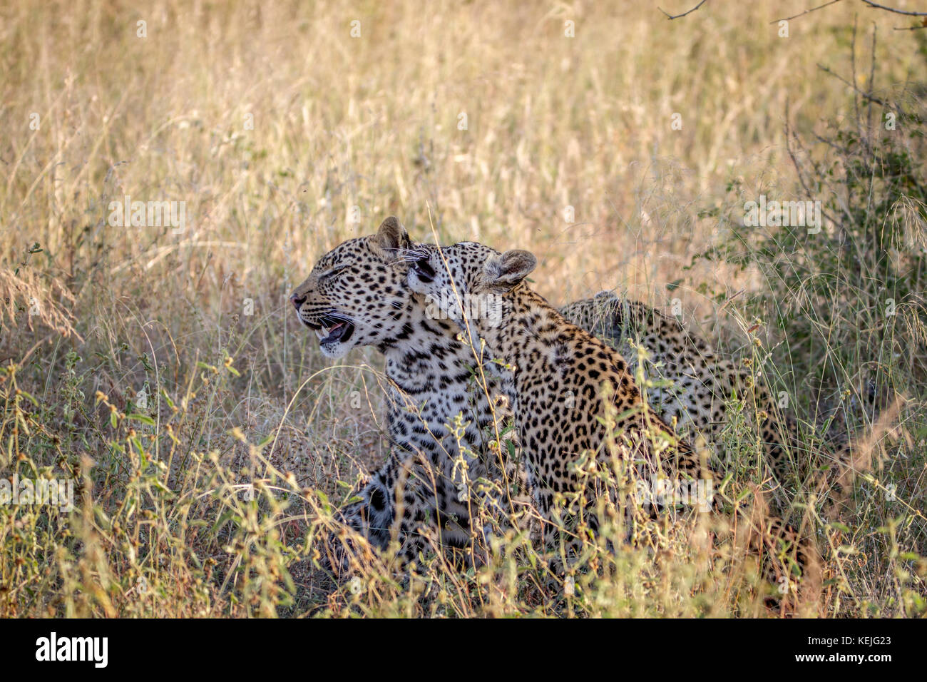 Mother Leopard and cub bonding in the grass in the Kruger National Park ...