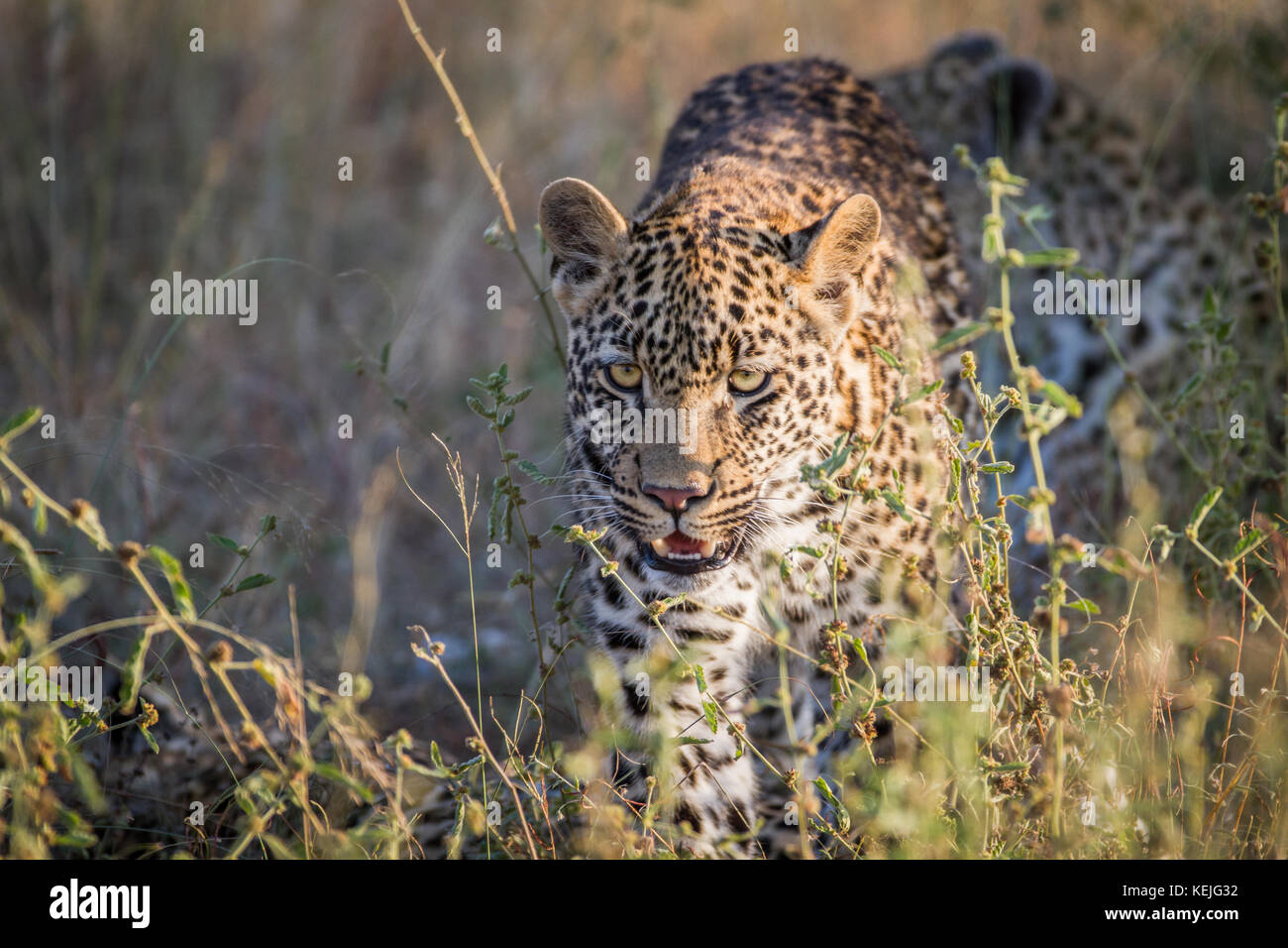 Young Leopard walking towards the camera in the Kruger National Park ...
