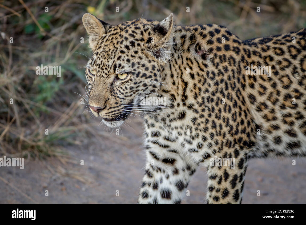 Side profile of a young Leopard in the Kruger National Park, South ...