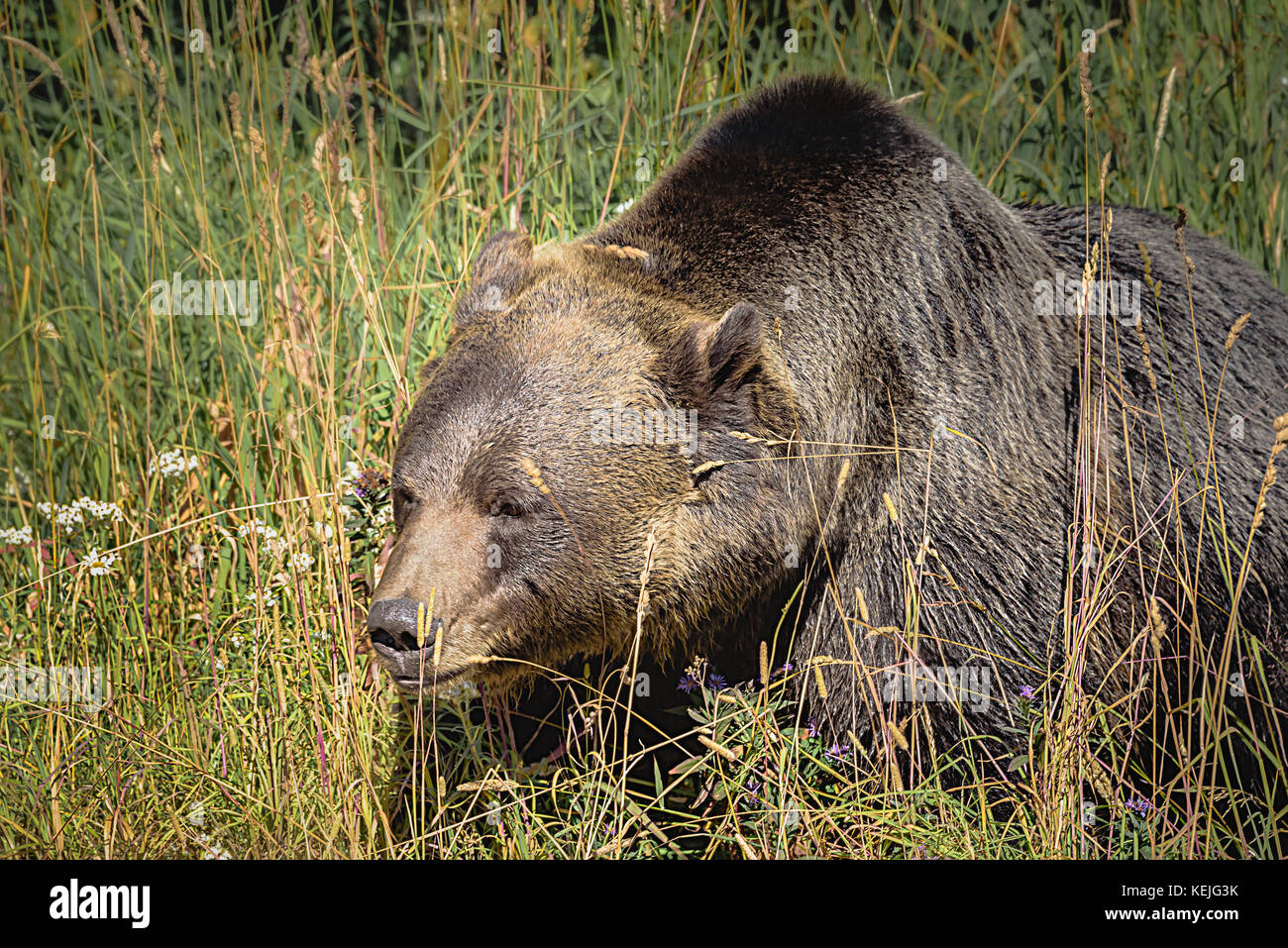 Grizzly bear close-up Stock Photo - Alamy