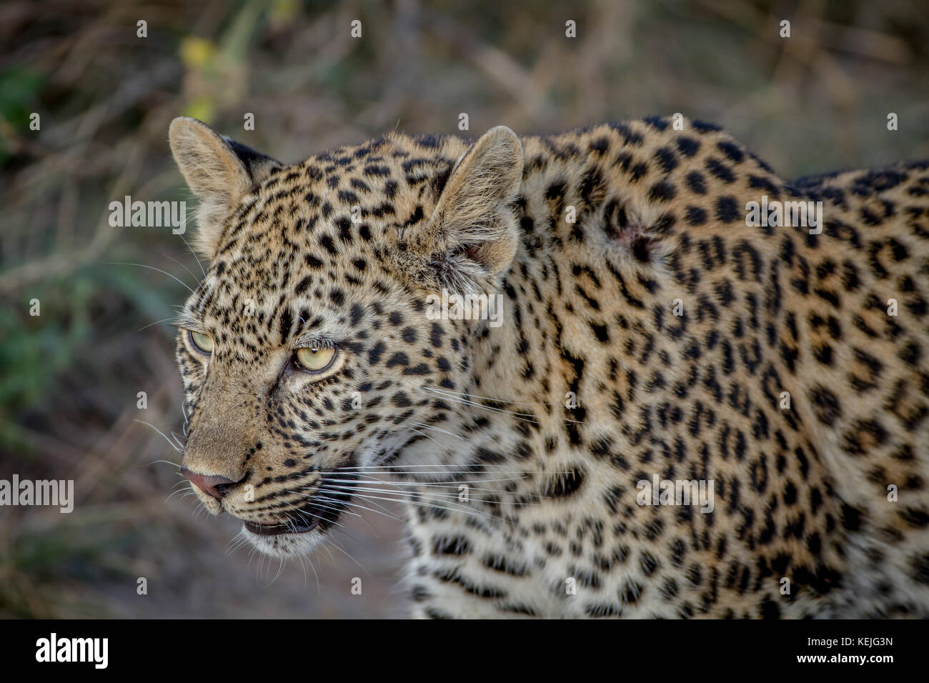 Side profile of a young Leopard in the Kruger National Park, South ...