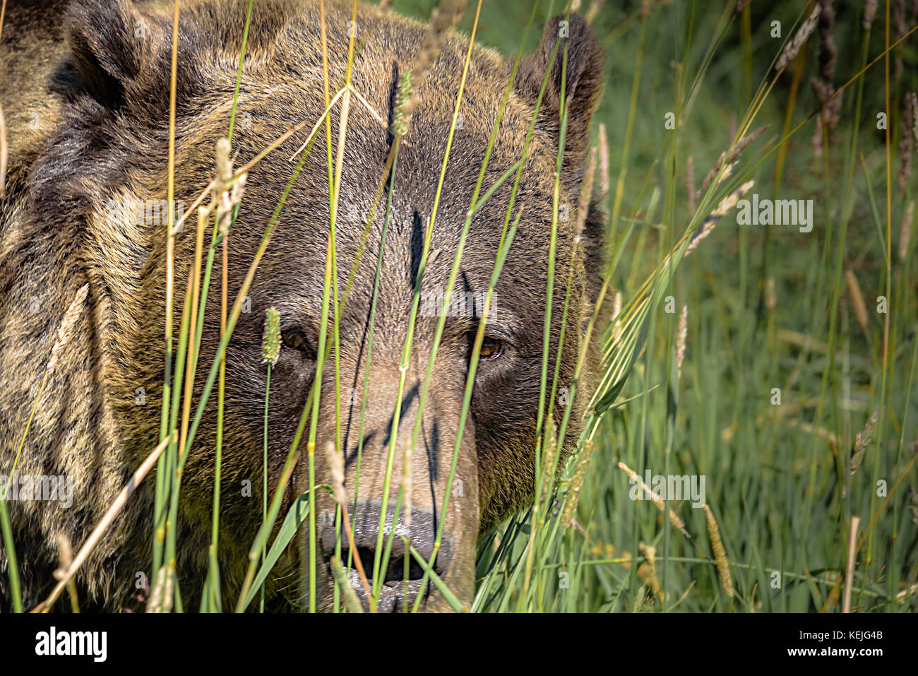 Grizzly bear close-up Stock Photo - Alamy