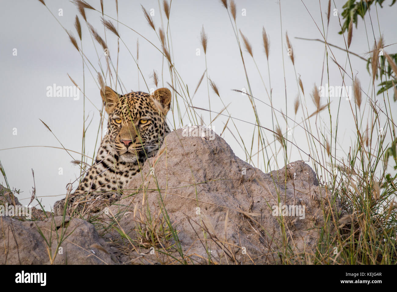 Young Leopard laying down on a Termite mount in the Kruger National ...