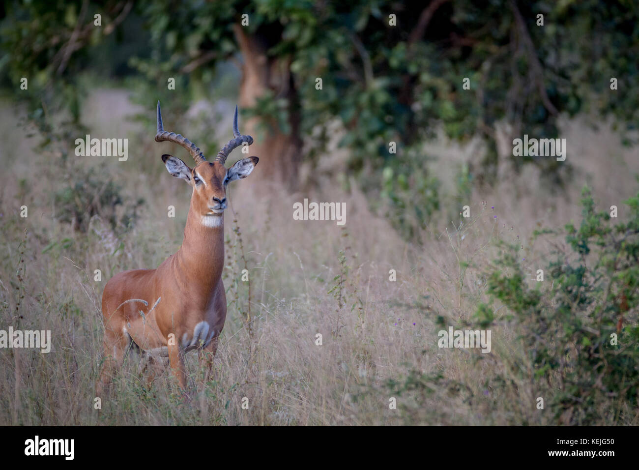 Big Impala male standing in the grass and starring in the Kruger ...