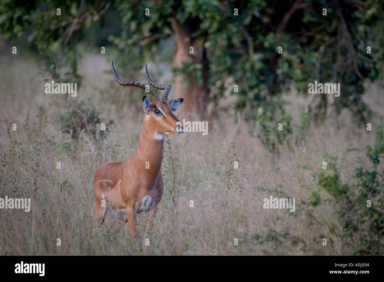 Big Impala male standing in the grass and starring in the Kruger ...