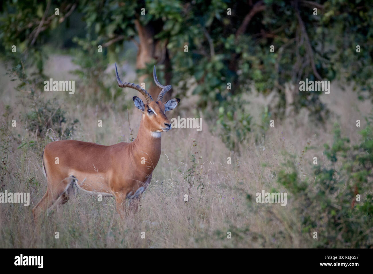 Big Impala male standing in the grass and starring in the Kruger ...