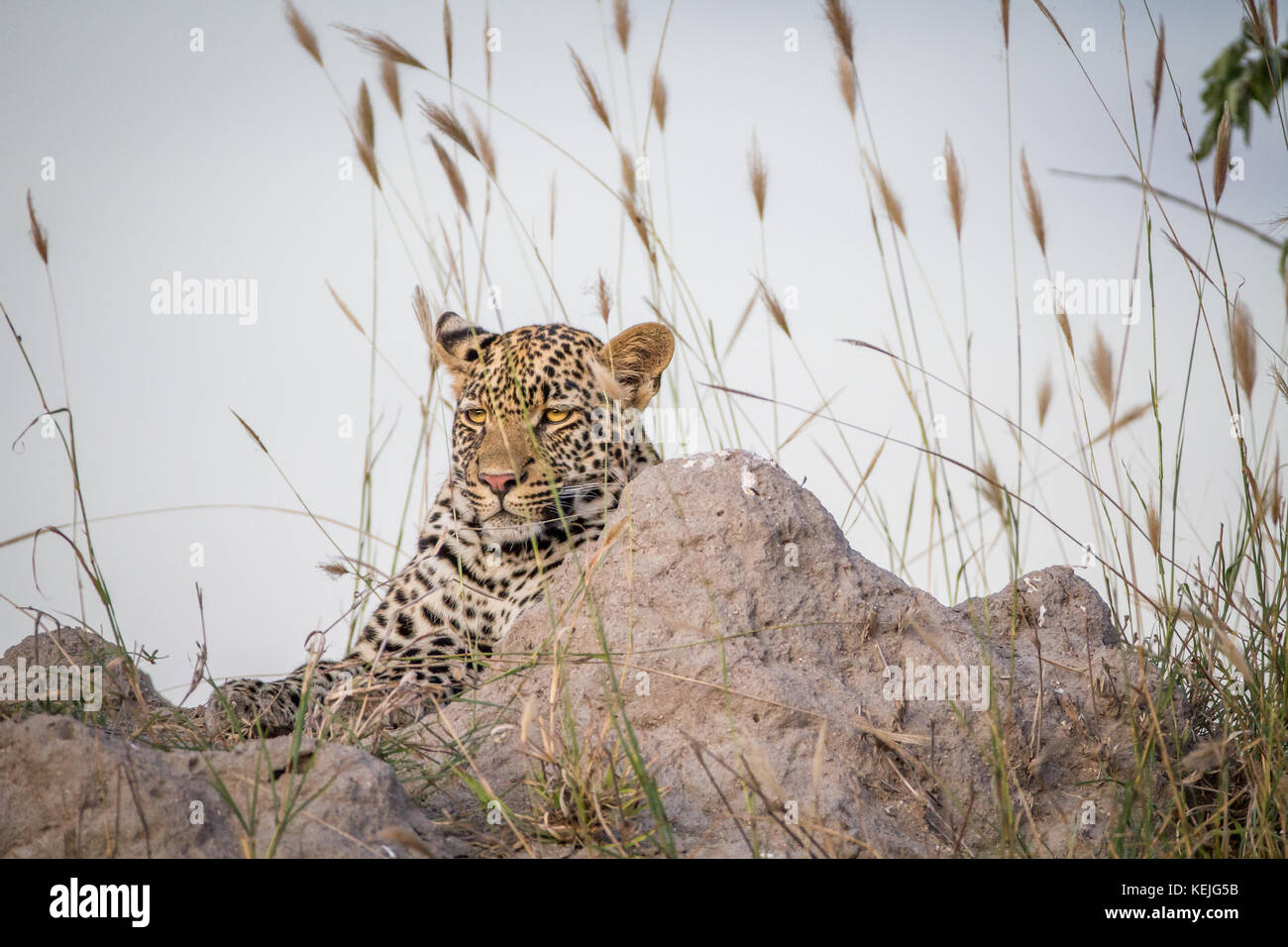 Young Leopard laying down on a Termite mount in the Kruger National ...