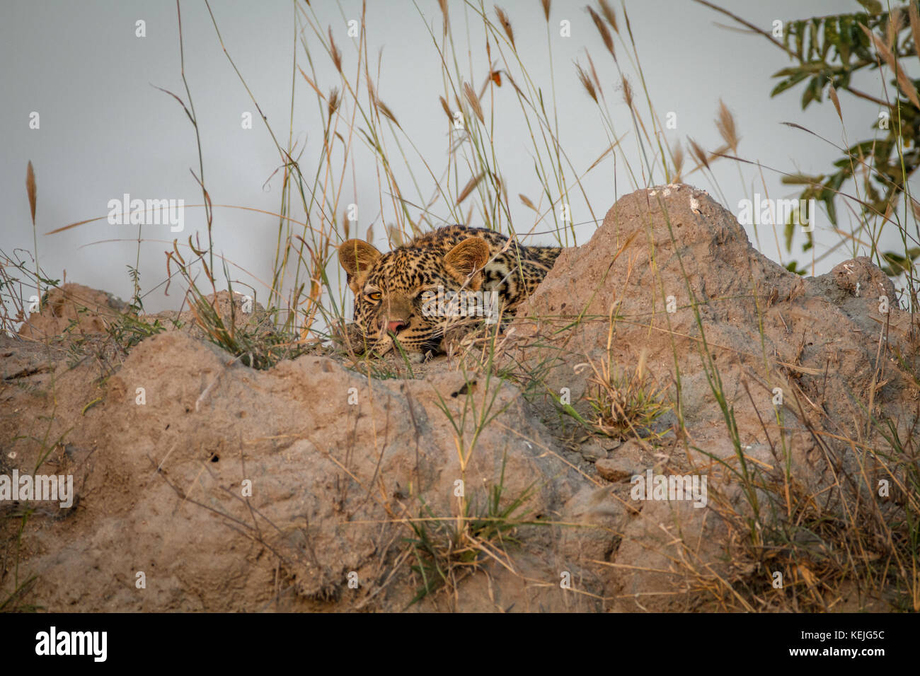 Young Leopard laying down on a Termite mount in the Kruger National ...