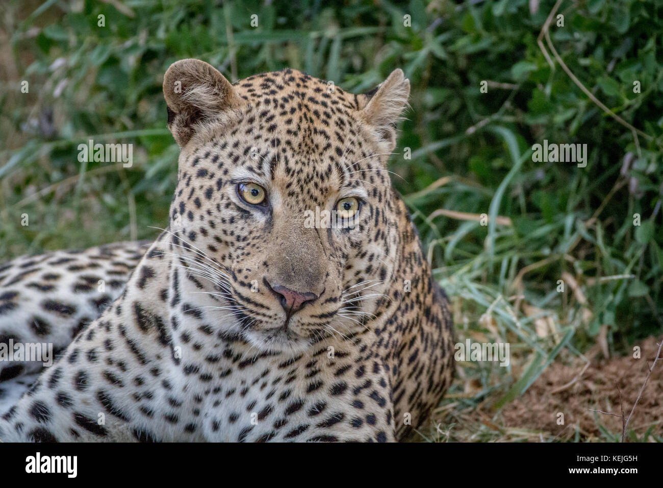 Big male Leopard laying down in the grass in the Kruger National Park ...