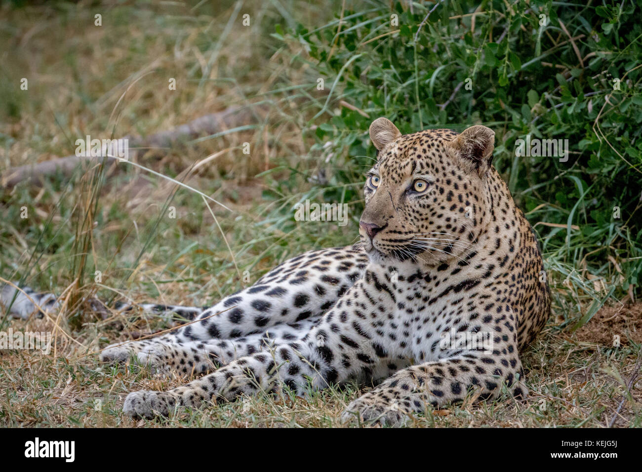 Big male Leopard laying down in the grass in the Kruger National Park ...