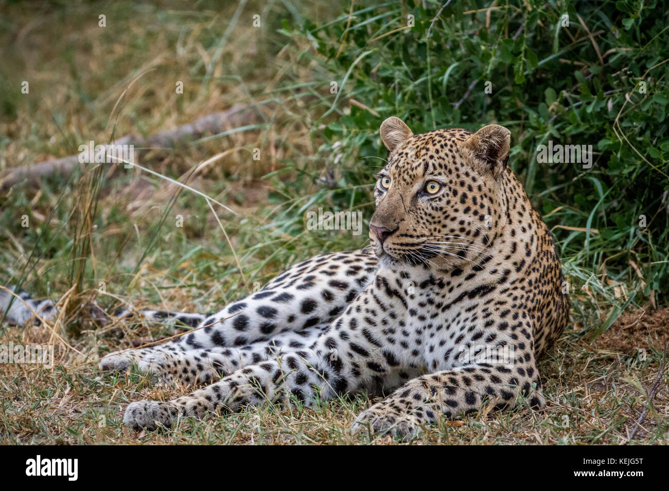 Big male Leopard laying down in the grass in the Kruger National Park ...