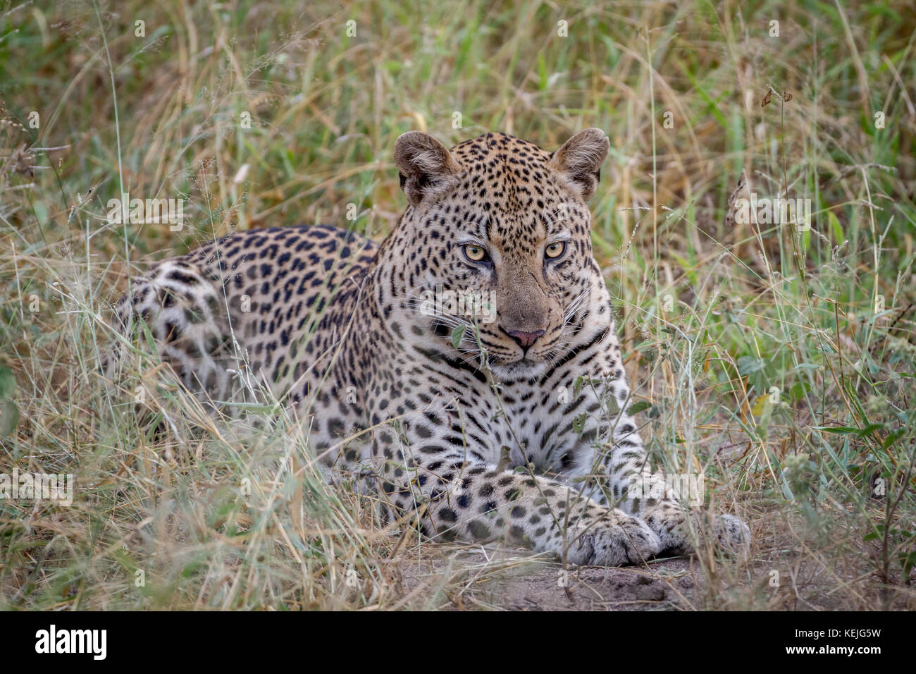 Big male Leopard laying down in the grass in the Kruger National Park ...