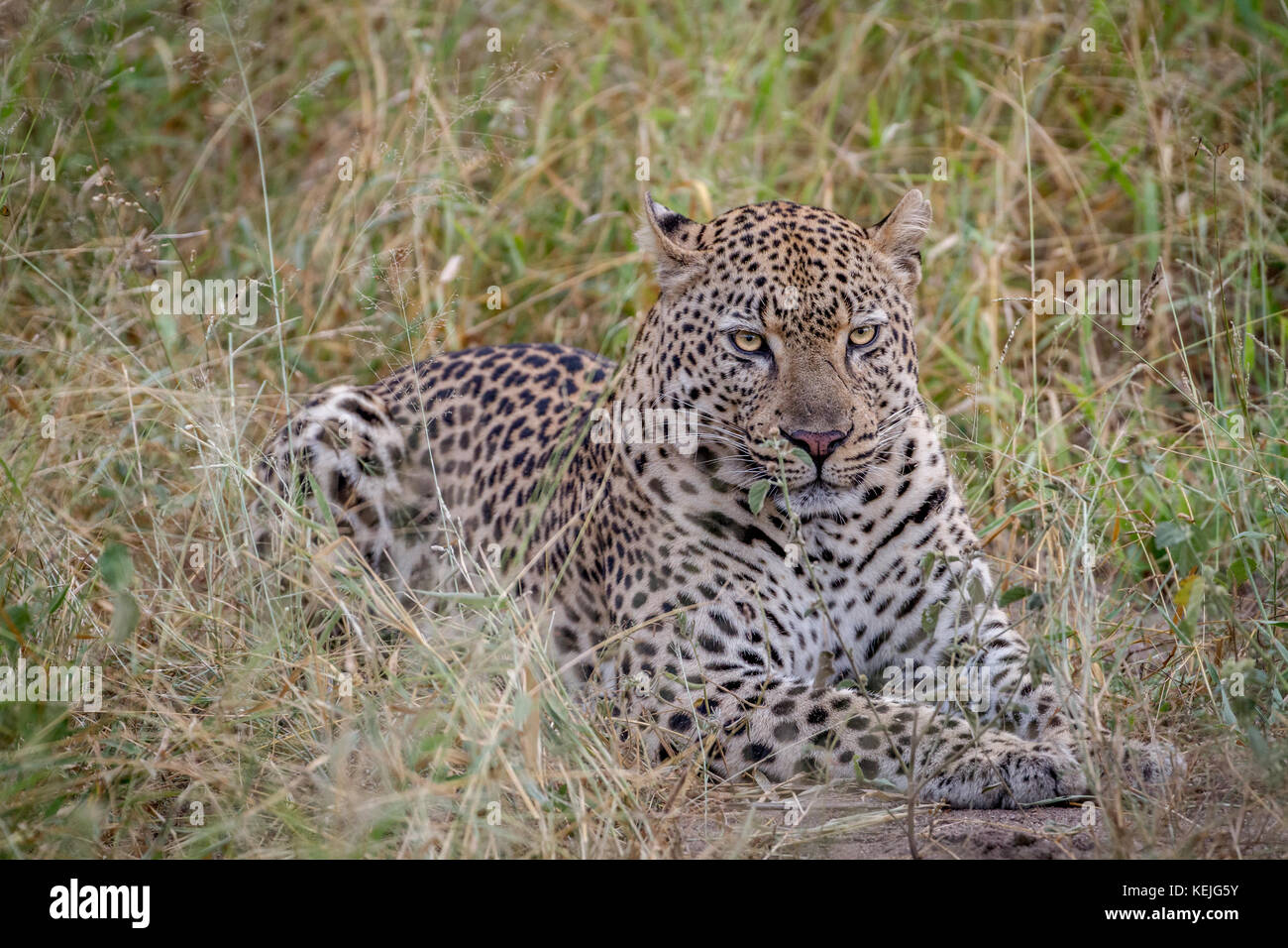 Big male Leopard laying down in the grass in the Kruger National Park ...