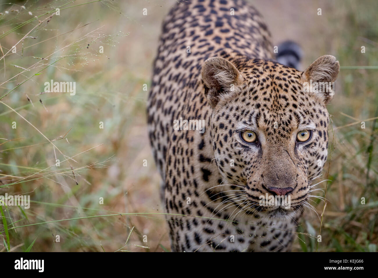 Leopard walking towards the camera in the Kruger National Park, South ...