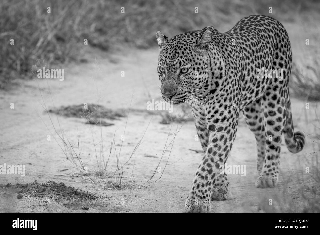 Leopard walking on a sand road in black and white in the Kruger ...