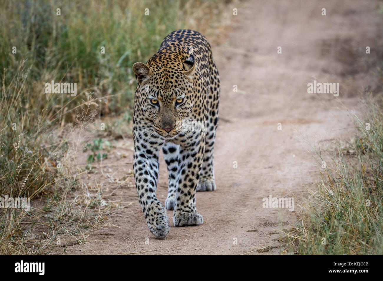 Leopard walking towards the camera in the Kruger National Park, South ...