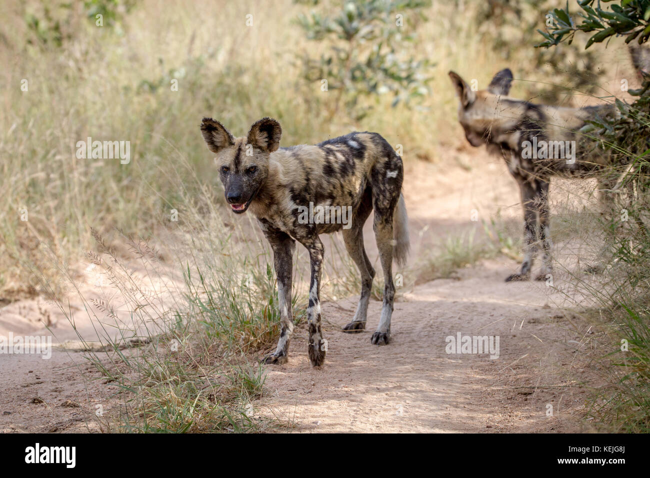 Two African wild dogs standing on the road in the Kruger National Park ...