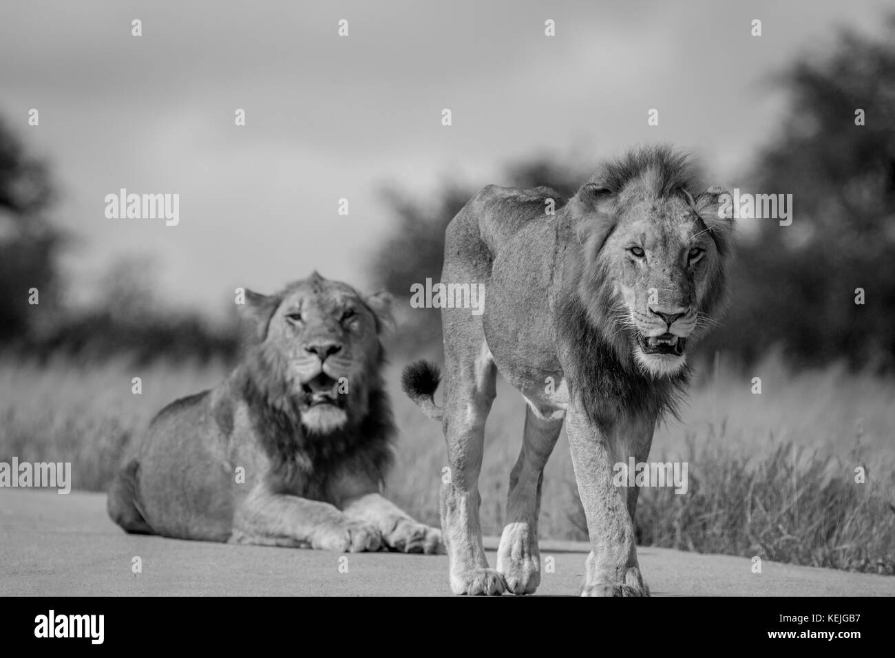 Two Lion brothers on the road in black and white in the Kruger National ...