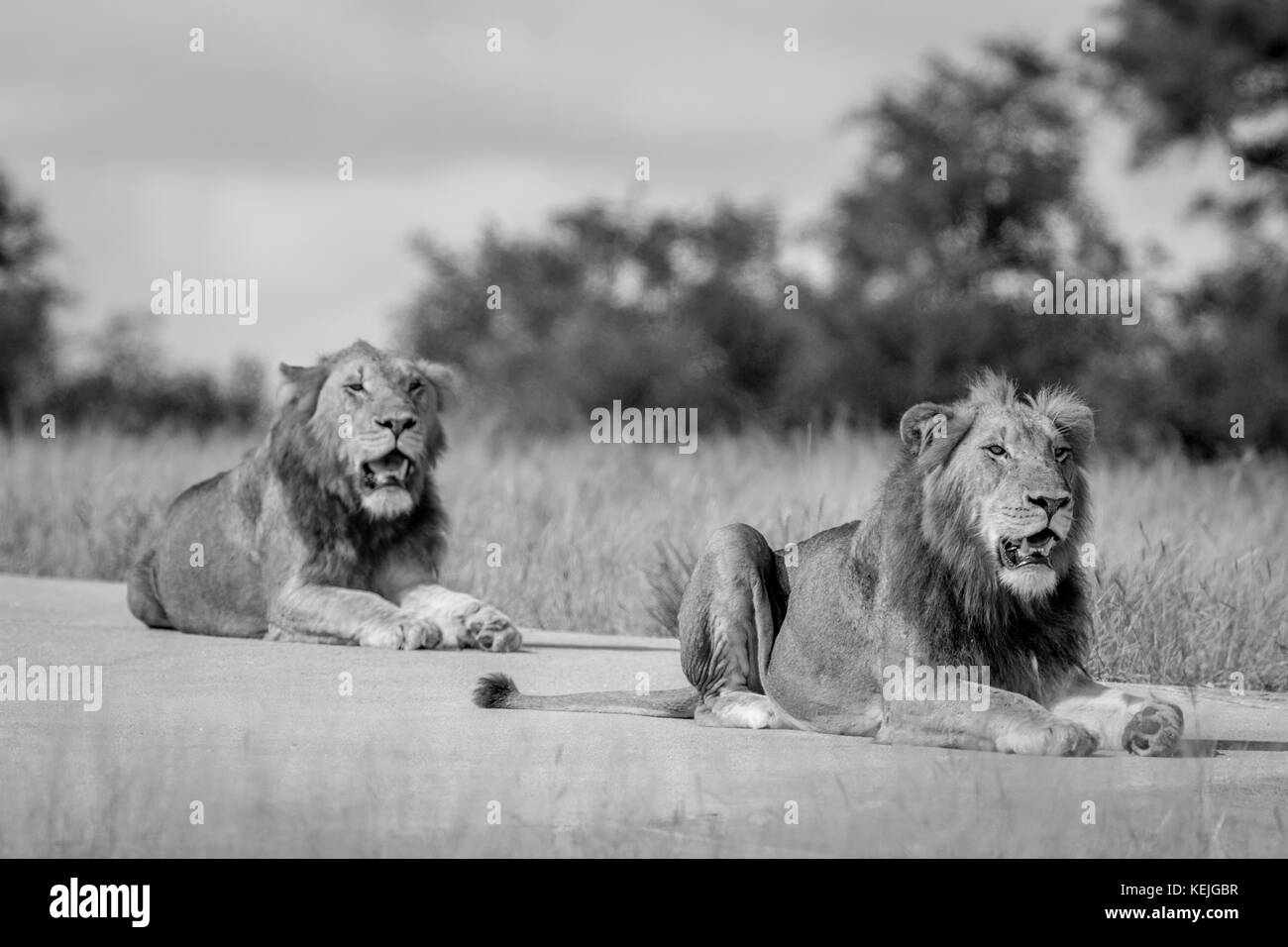 Two Lion brothers on the road in black and white in the Kruger National ...