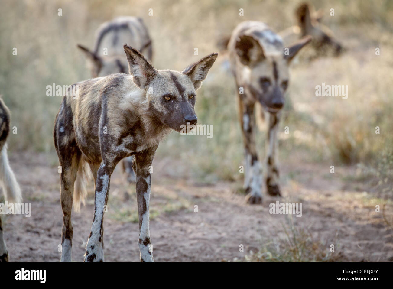 African wild dogs walking towards the camera in the Kruger National ...
