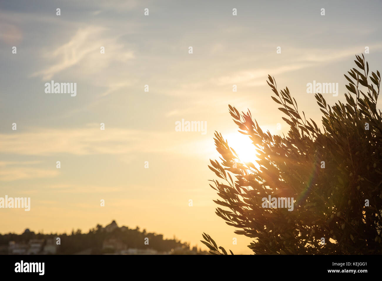 Olive tree silhouette at sunset. Orange sky background, copy space ...