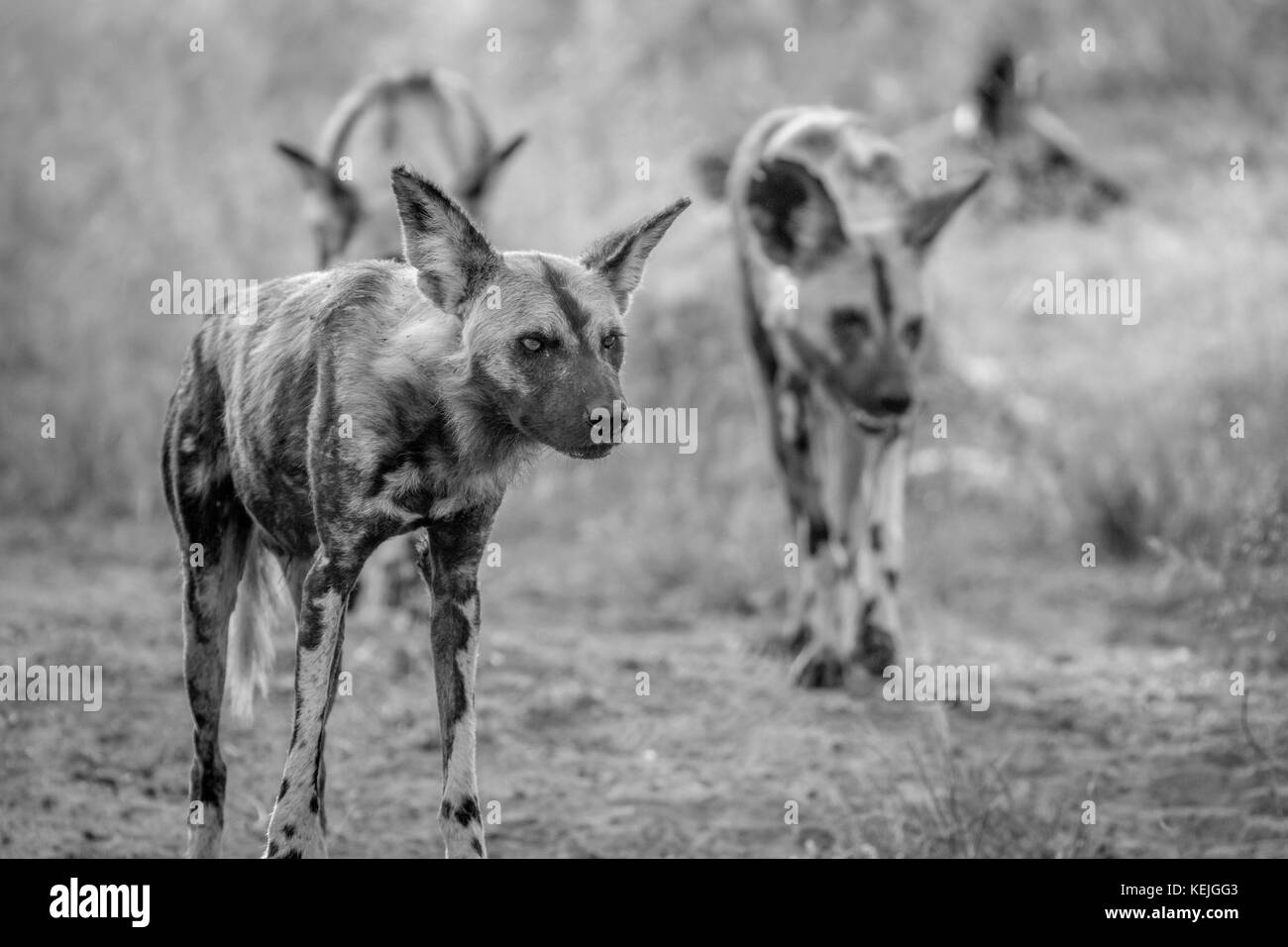 African wild dogs walking towards the camera in black and white in the ...